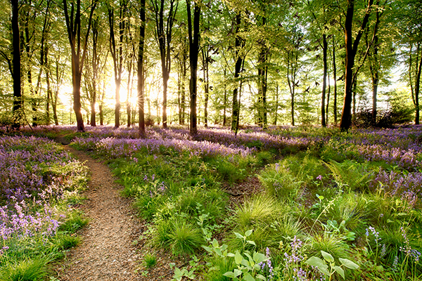 The Benefits of Nature in Dementia Care - | QCS Blog